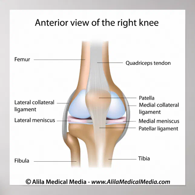 Knee joint anatomy labeled diagram. poster | Zazzle
