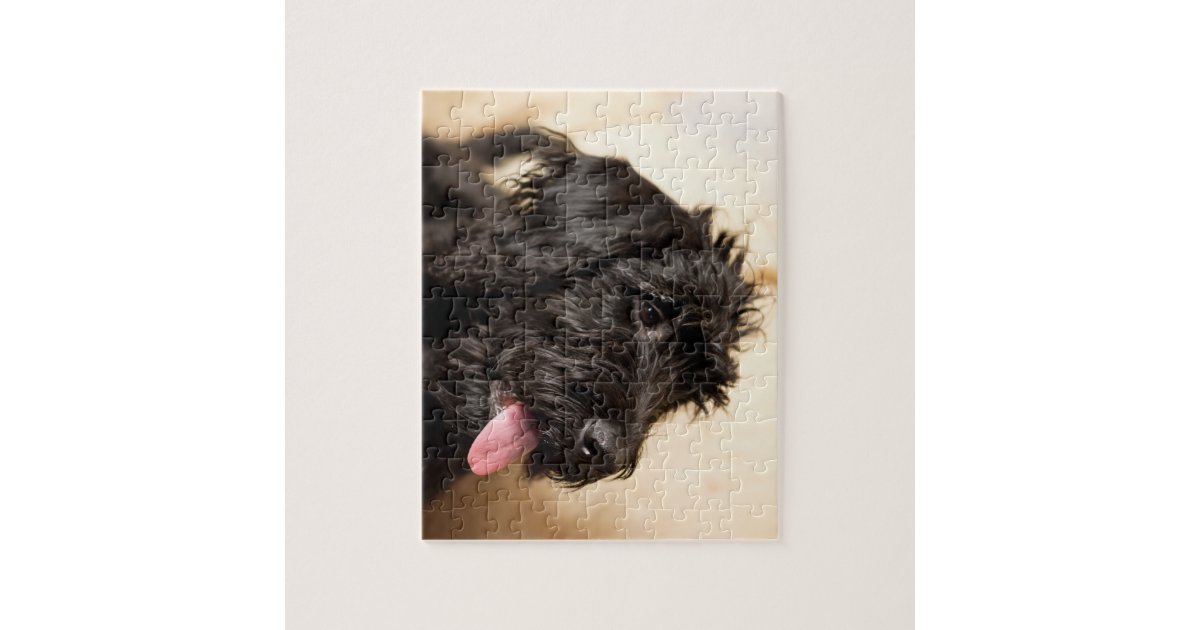 Labradoodle black jigsaw puzzle | Zazzle