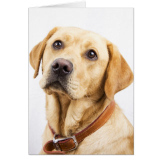 Labrador Cards & Invitations | Zazzle.co.uk