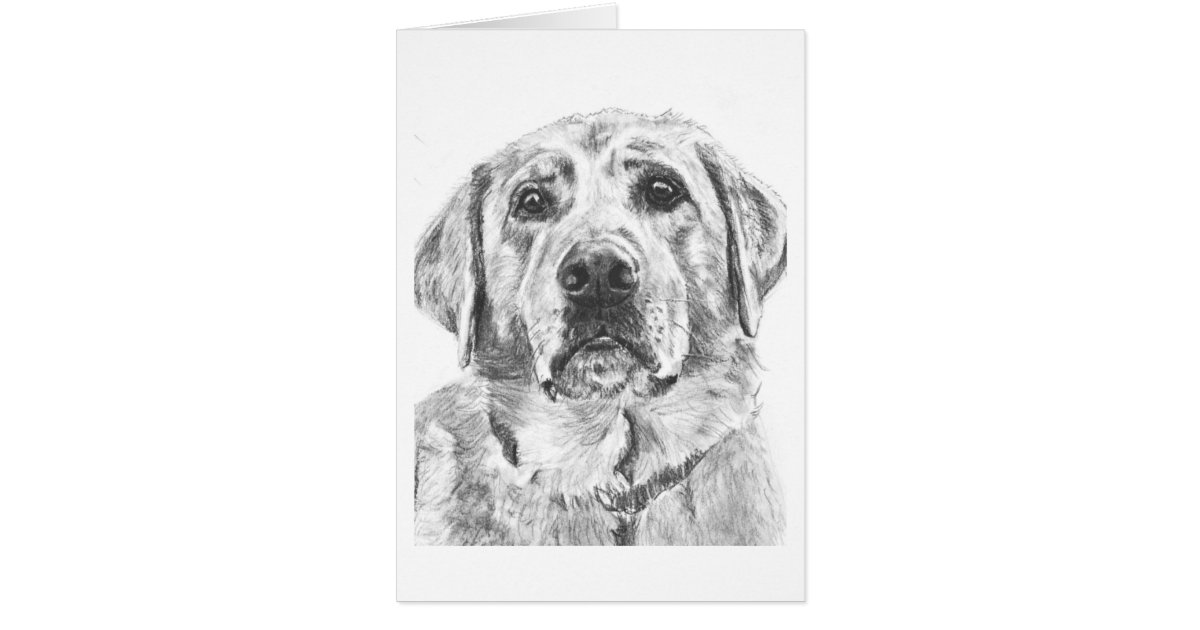 Labrador Face Drawing | Zazzle