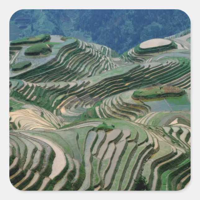 Landscape of rice terraces in the mountain, square sticker | Zazzle