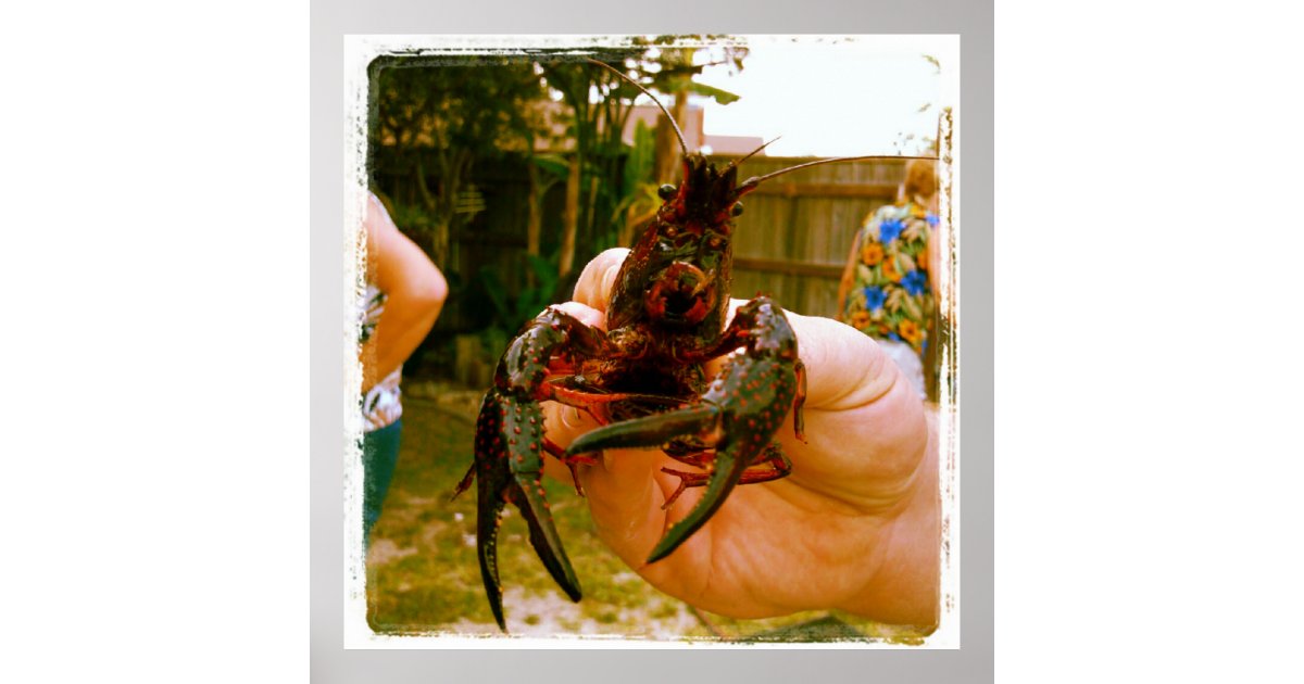 Large Crawfish Photo Poster | Zazzle