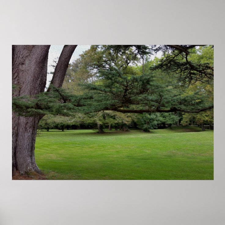 large tree branch poster | Zazzle