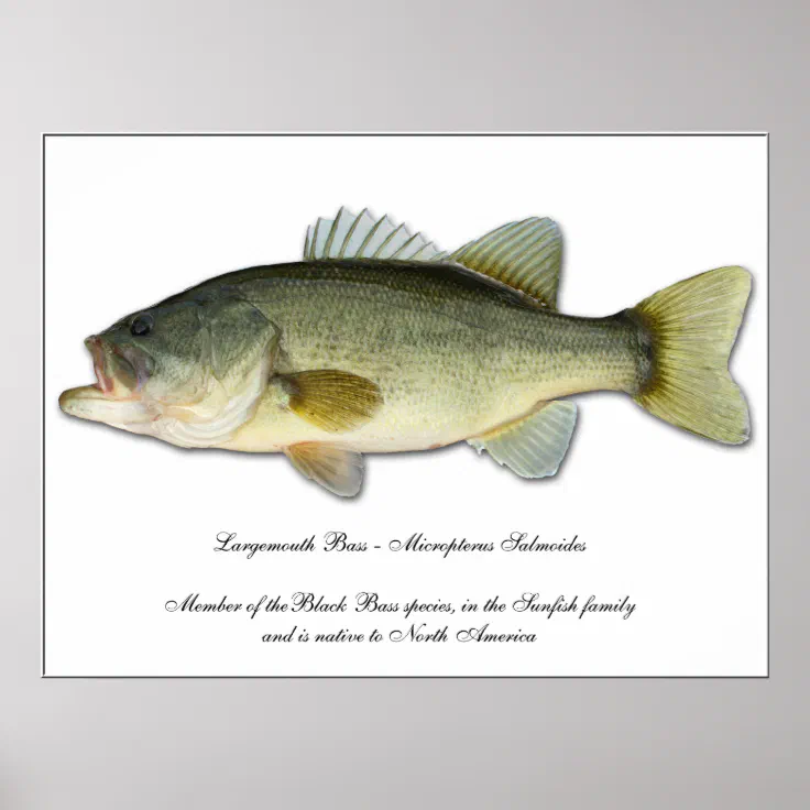 Largemouth Bass Poster | Zazzle
