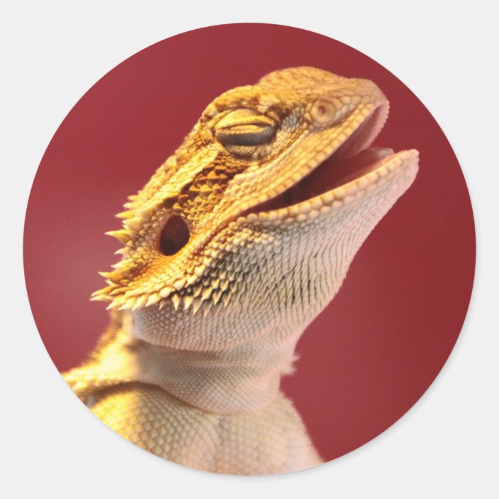 Laughing Bearded Dragon Classic Round Sticker | Zazzle.co.uk