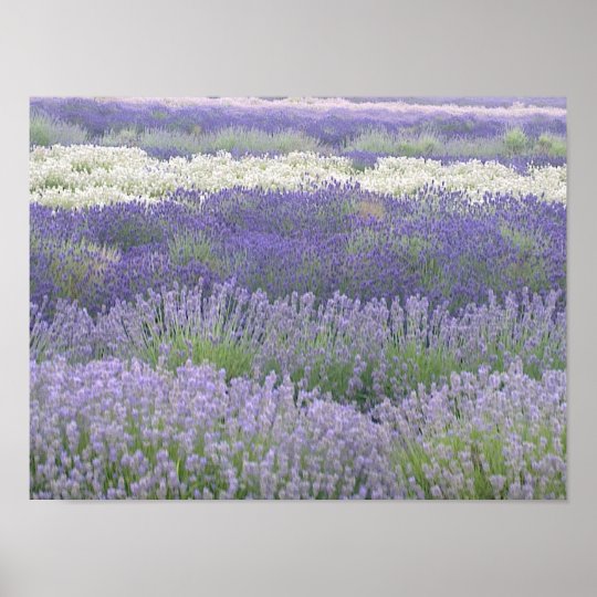 Lavender Poster | Zazzle.co.uk