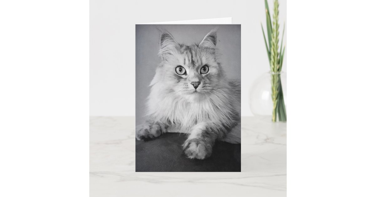 Le Meow Birthday Wishes Card | Zazzle