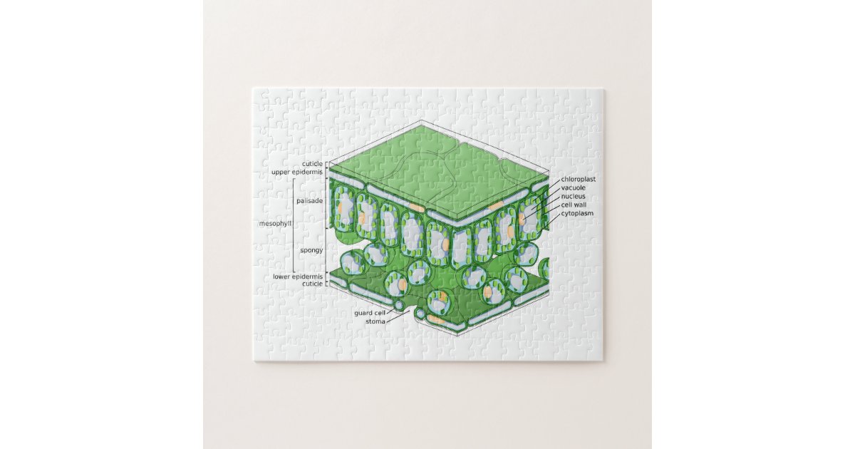 Leaf Tissue Structure Plant Cell Diagram Chart Jigsaw Puzzle | Zazzle