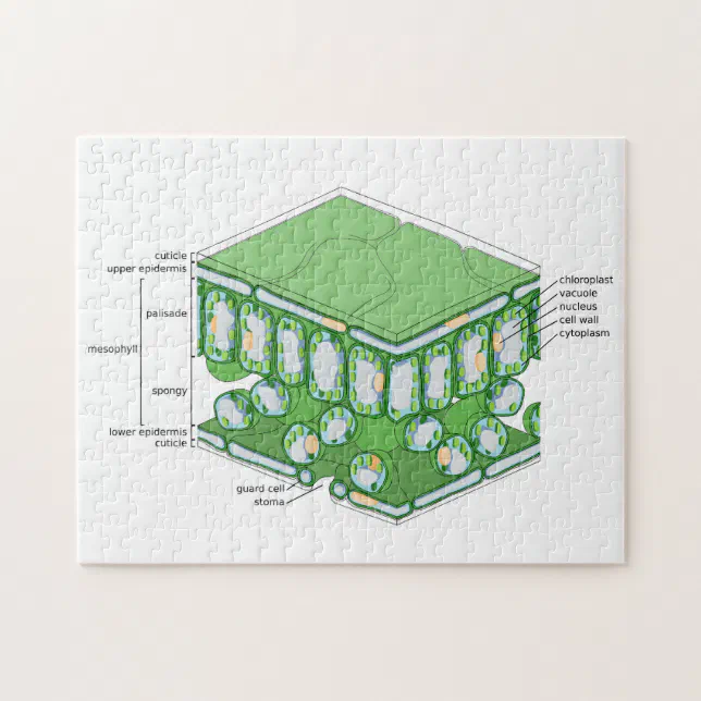 Leaf Tissue Structure Plant Cell Diagram Chart Jigsaw Puzzle | Zazzle