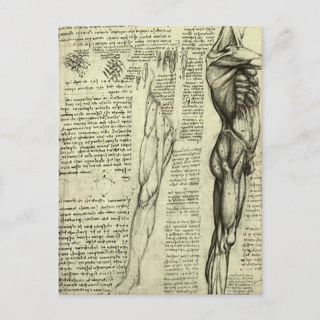 Leonardo da Vinci's Human Anatomy Male Muscles Postcard | Zazzle