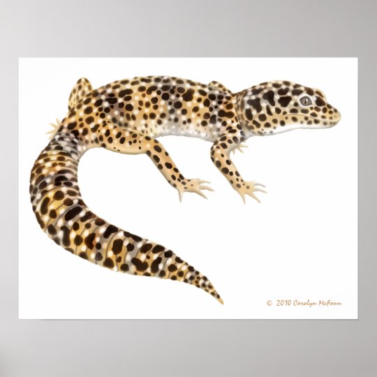 Leopard Gecko Art Print | Zazzle.co.uk