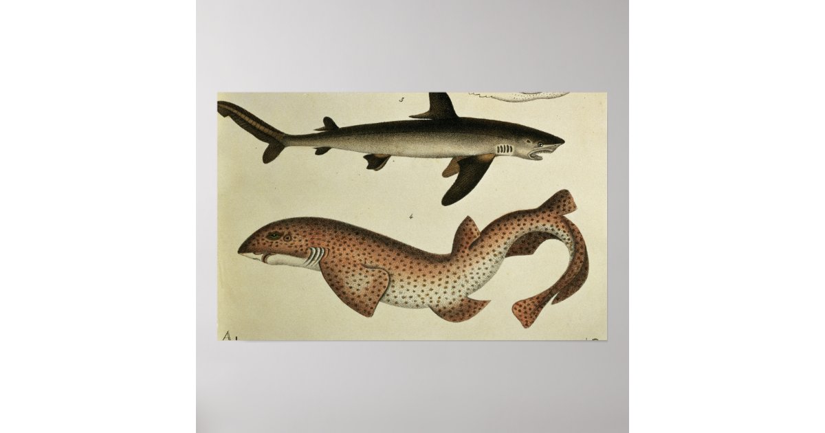 Lesser Spotted Dogfish Poster | Zazzle