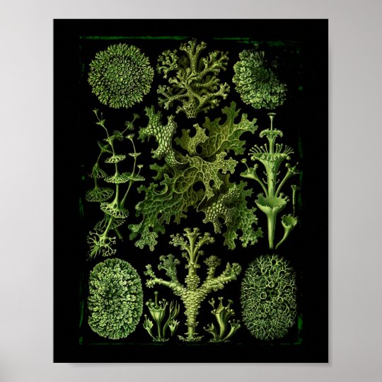 Lichens (Lichenes) in Greens on Black Poster | Zazzle.co.uk