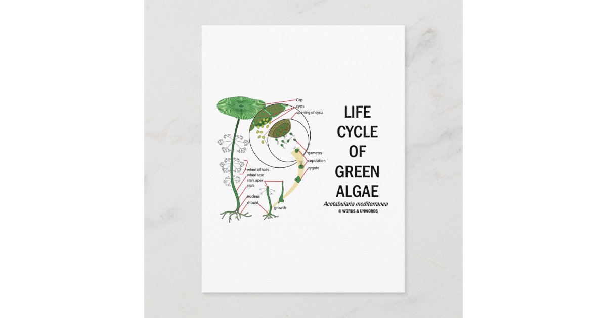 Life Cycle Of Green Algae Postcard | Zazzle