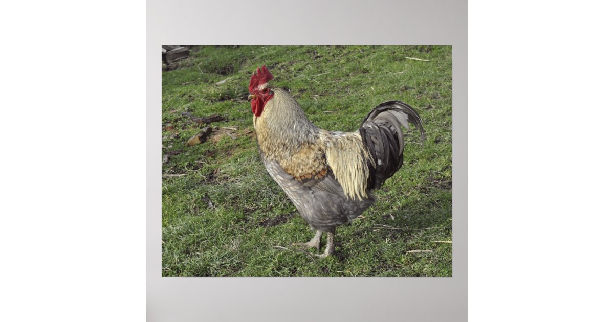 light sussex cross cockerel poster | Zazzle