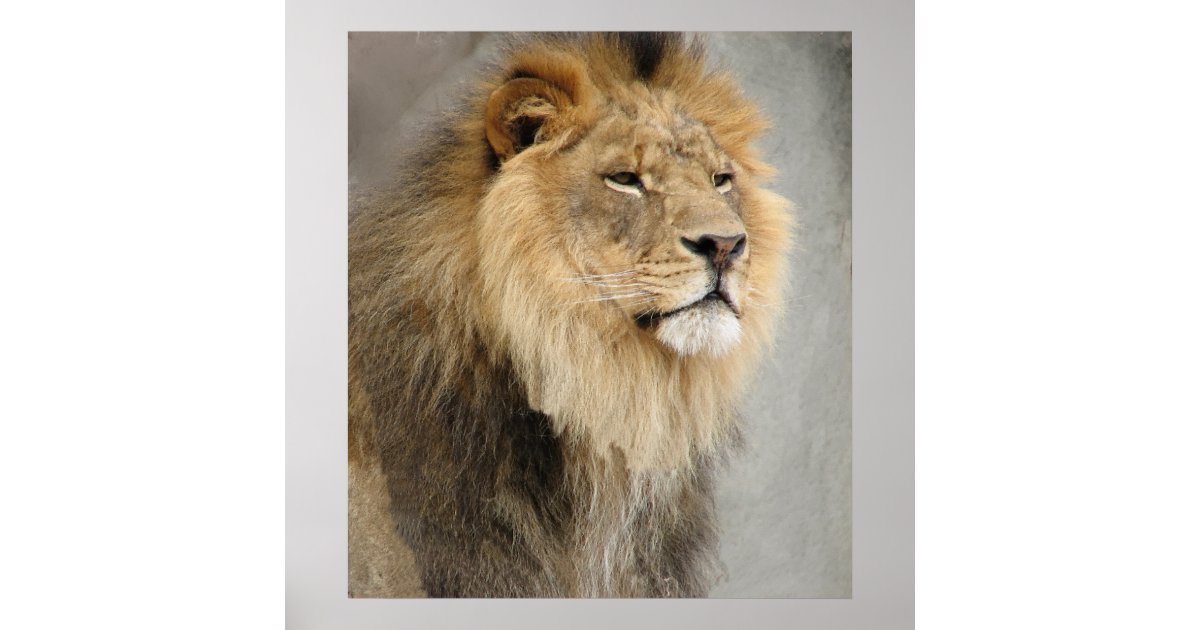 lion art poster | Zazzle