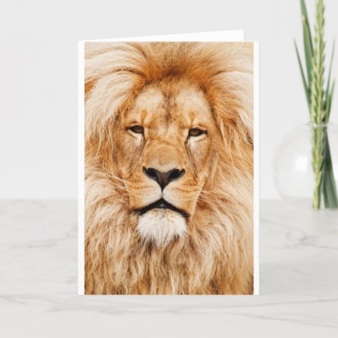Lion Cards | Zazzle UK