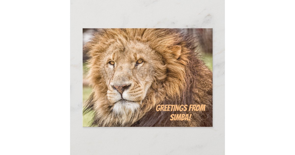 Lion Safari Postcard | Zazzle