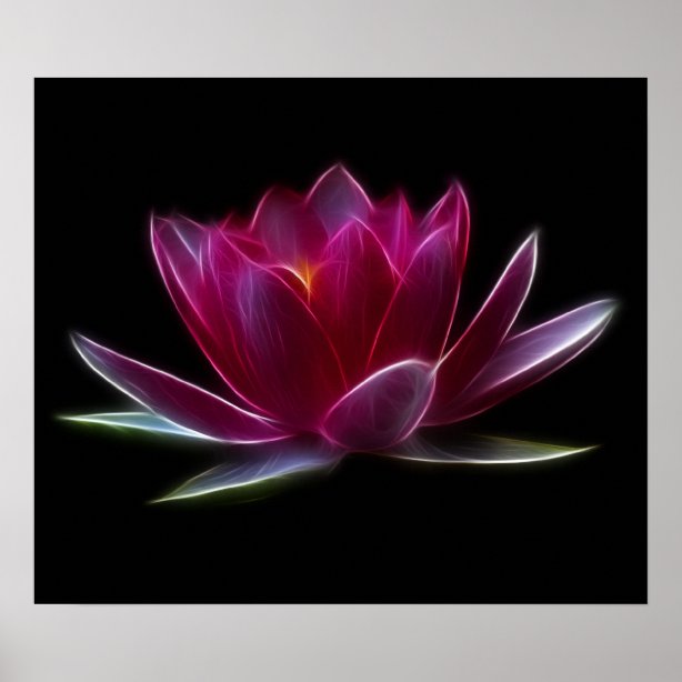 Lotus Flower Posters & Prints | Zazzle UK