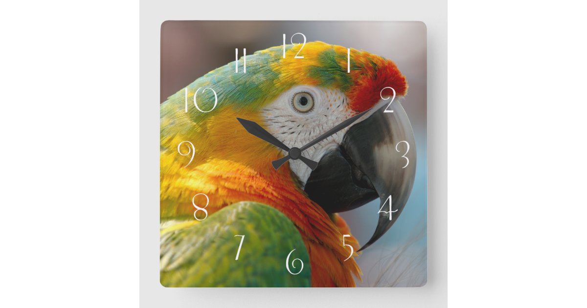 Macaw Parrot Square Wall Clock | Zazzle