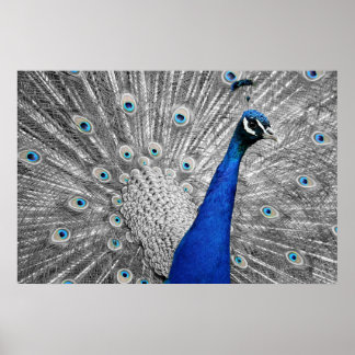 Peacock Posters | Zazzle.co.uk