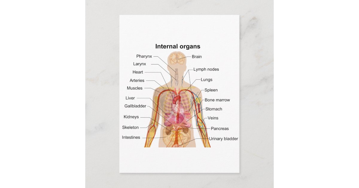 Major Internal Organs in the Human Body Chart Postcard | Zazzle