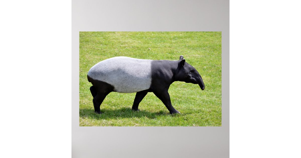 Malayan tapir walking on grass poster | Zazzle