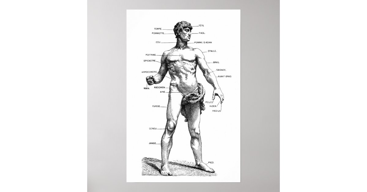 Male Anatomy - front Poster | Zazzle