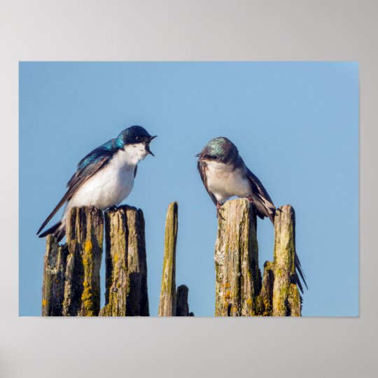 Male and female Tree Swallow Poster | Zazzle.co.uk