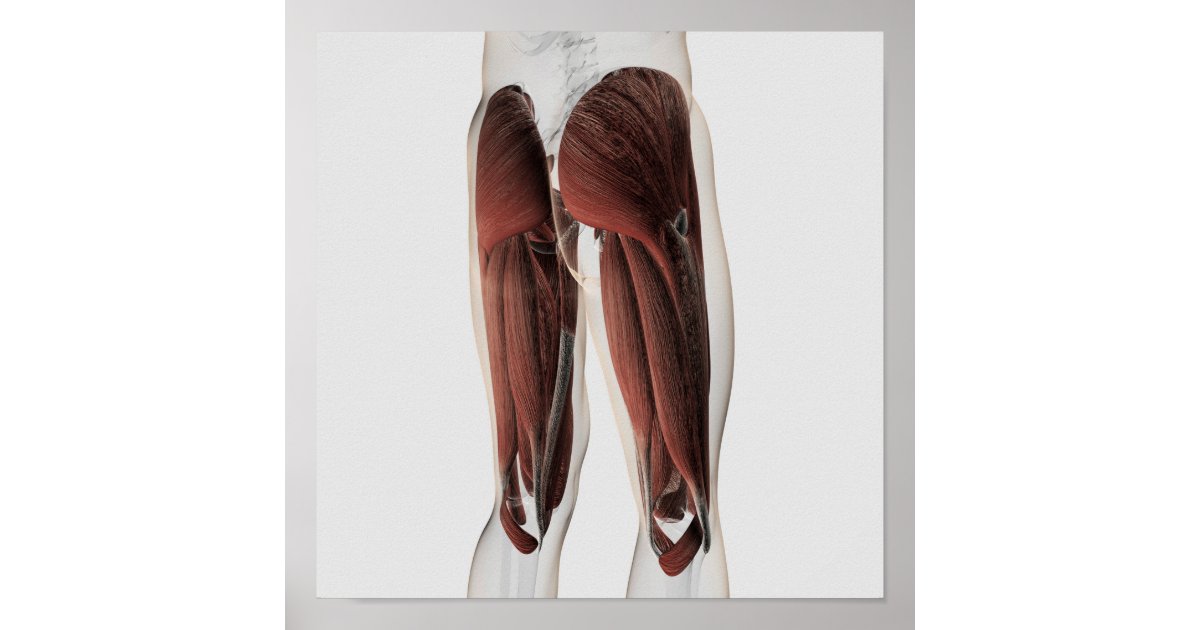 Male Muscle Anatomy Of The Human Legs 2 Poster | Zazzle