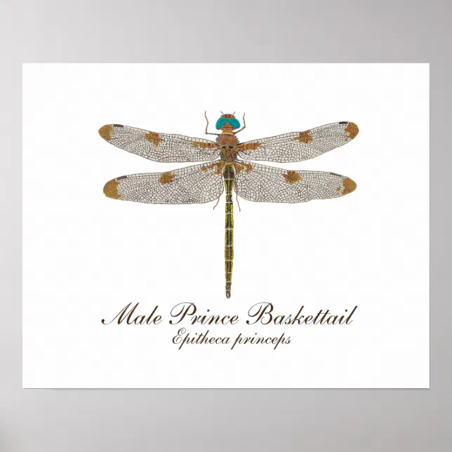 Male Prince Baskettail Dragonfly Art Poster | Zazzle
