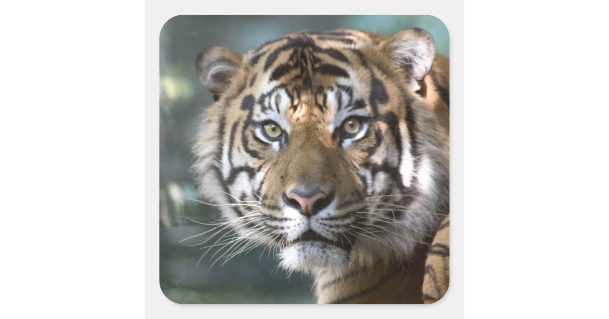 Male Sumatran Tiger (Panthera tigris sumatrae) Square Sticker | Zazzle