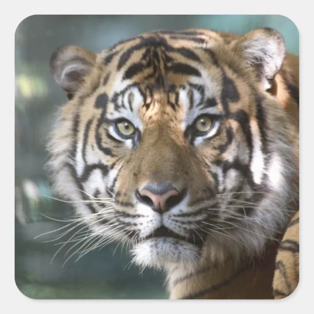 Male Sumatran Tiger (Panthera tigris sumatrae) Square Sticker | Zazzle