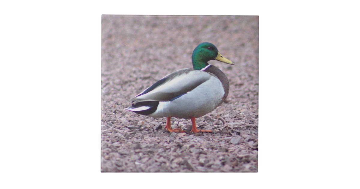 Mallard Duck Photo Tile | Zazzle