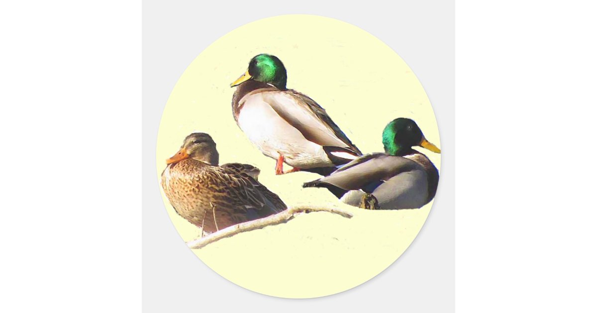 Mallard Ducks Classic Round Sticker | Zazzle