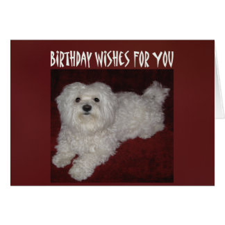 Maltese Birthday Cards & Invitations | Zazzle.co.uk