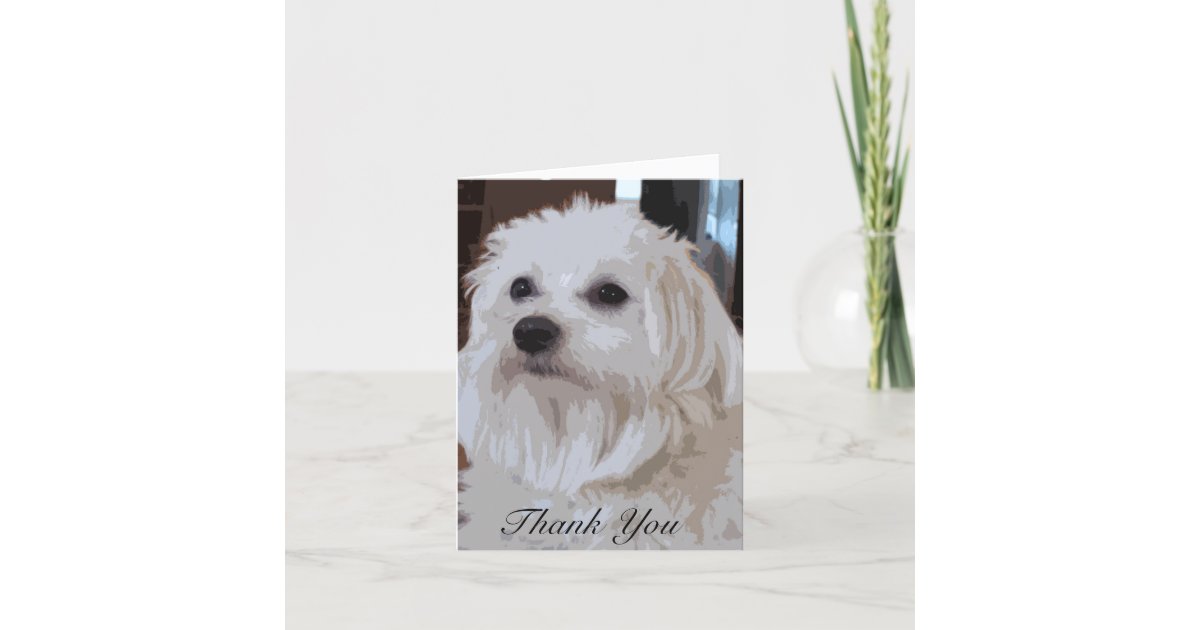 Maltese Thank You Note Cards | Zazzle