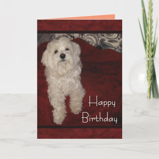 Maltese Birthday Cards | Zazzle UK