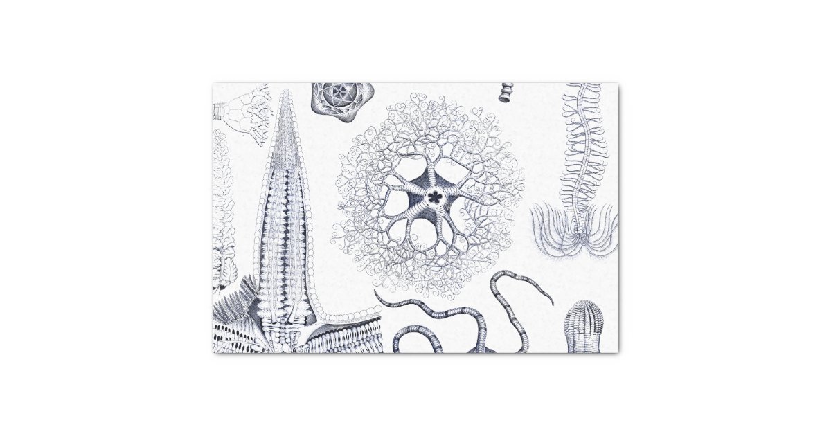 Marine Life / Marine Biology Strange Sea Creatures Tissue Paper | Zazzle