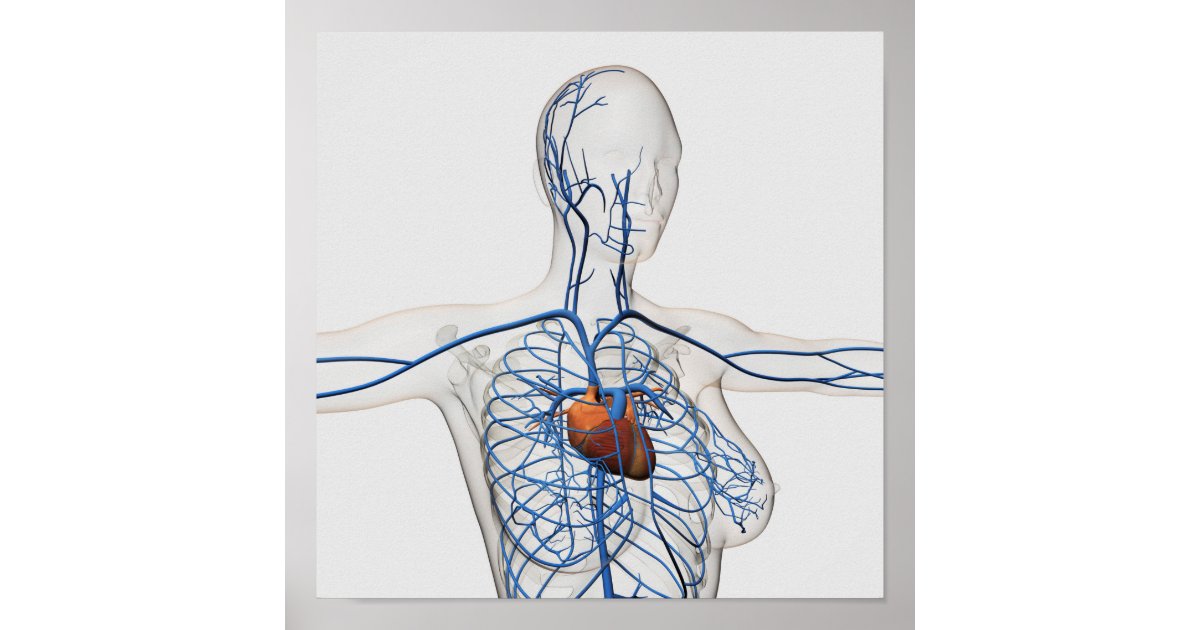 Medical Illustration Of Circulatory System Poster | Zazzle