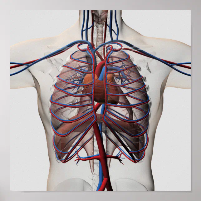 Medical Illustration Of Male Chest Poster | Zazzle