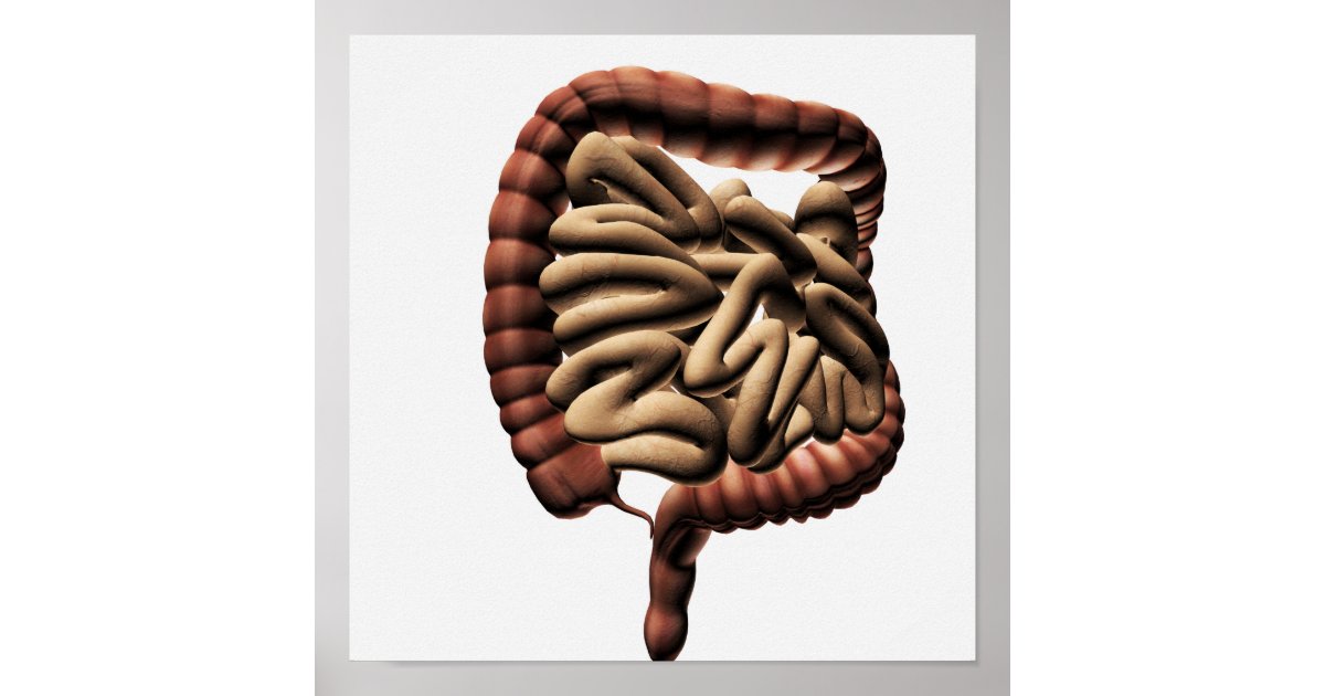 Medical Illustration Of The Large Intestine Poster | Zazzle