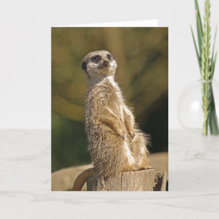 Meerkat Birthday Card | Zazzle.co.uk