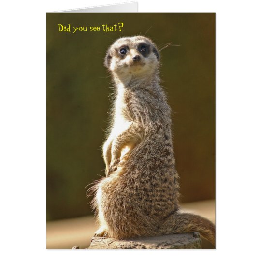 Meerkat Birthday Card | Zazzle.co.uk