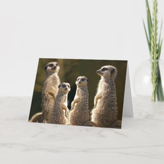 Meerkat Birthday greeting card | Zazzle.co.uk