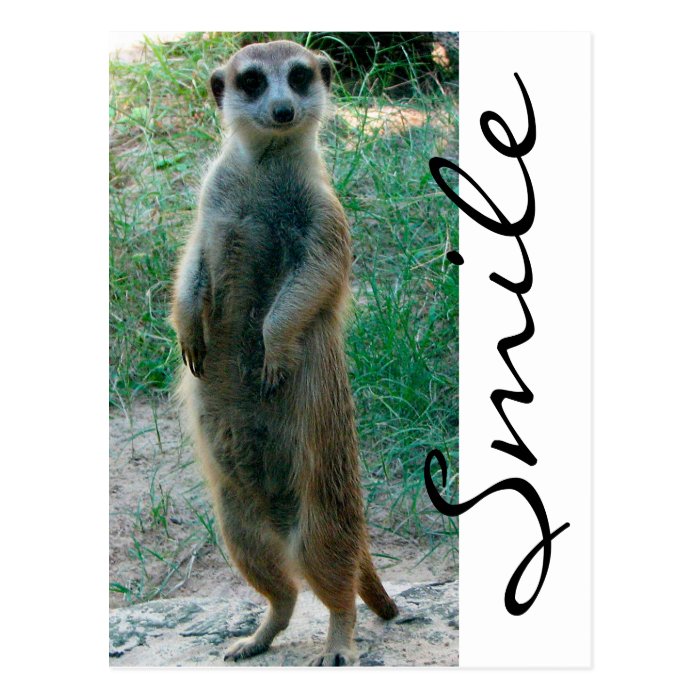 Meerkat Smile Postcard | Zazzle
