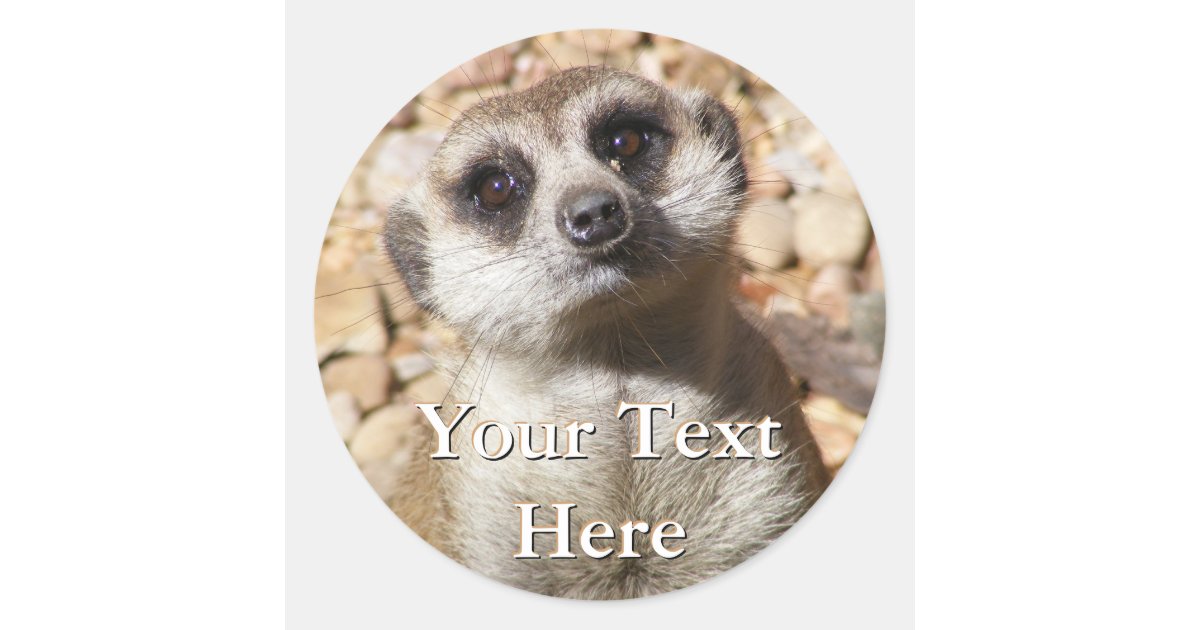 Meerkat Stickers | Zazzle