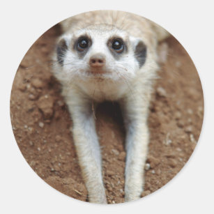 Meerkat Stickers & Labels | Zazzle UK