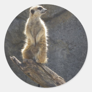 Meerkat Stickers & Labels | Zazzle UK