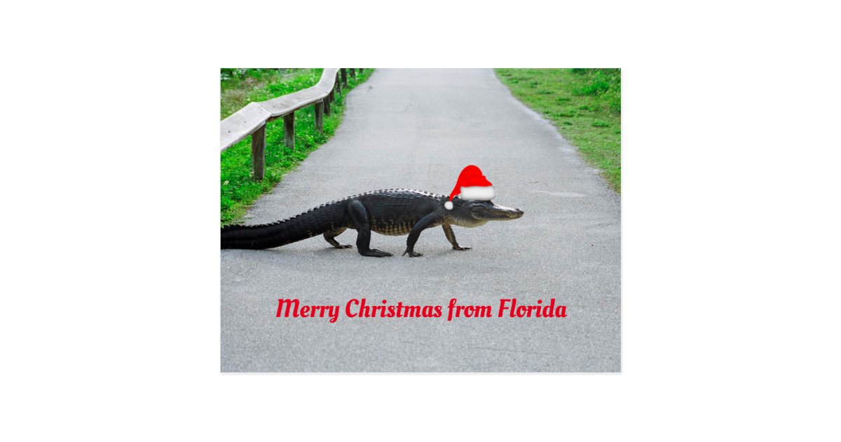 Merry Christmas from Florida funny alligator Postcard | Zazzle.co.uk